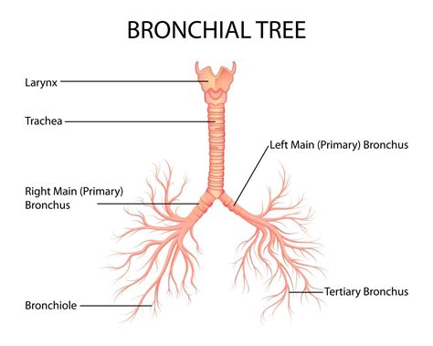 Describe The Structure Of The Bronchial Tree At Elenor Smith Blog
