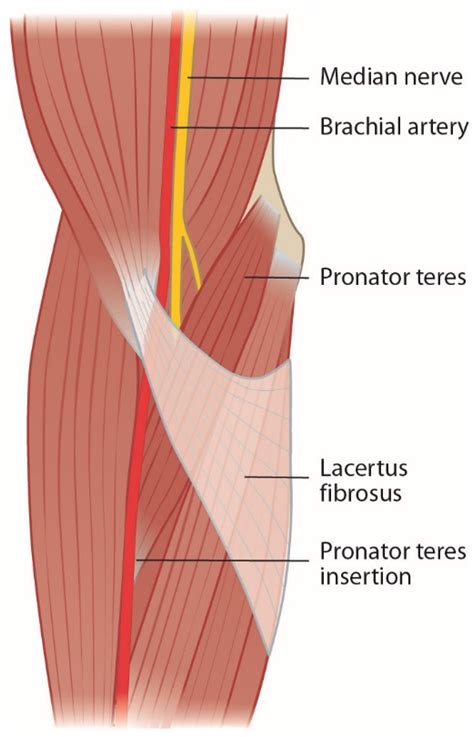 Median Nerve Forearm