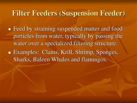 Suspension Feeders Clams At Molly Nielsen Blog