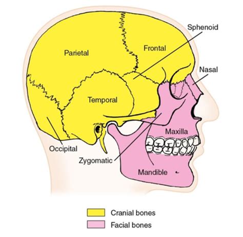 Anatomy Quiz 8 Flashcards Quizlet