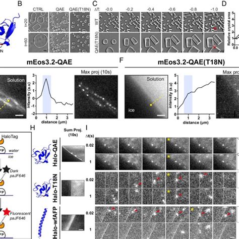 Probing Single Ice Binding Proteins At The Ice Water Interface By Download Scientific Diagram