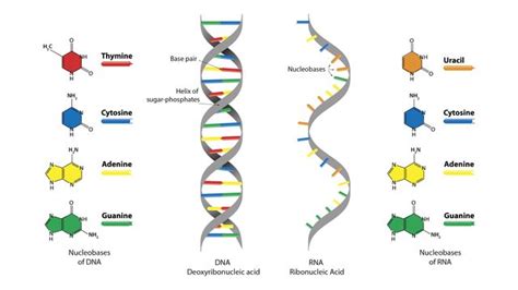 DNA Vs RNA Key Differences And Comparison Technology Networks