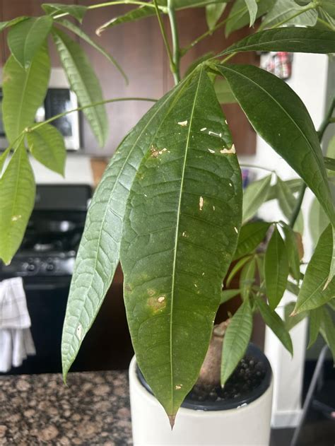 Money Tree Input Rhouseplants