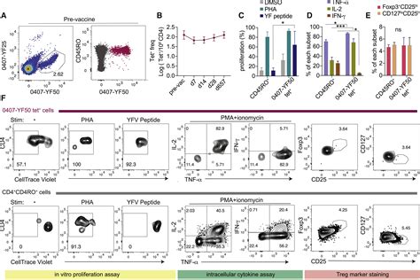 Vaccination Reshapes The Virus Specific T Cell Repertoire In Unexposed Adults Immunity