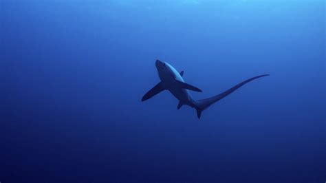 Fear The Tails Not The Jaws Of These ‘weirdo Sharks The New York Times