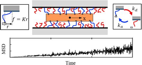 Enhanced Diffusion By Reversible Binding To Active Polymers Biorxiv