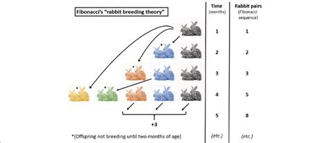 Schematic Explanation Of The Rabbit Breeding Theory As The Origin