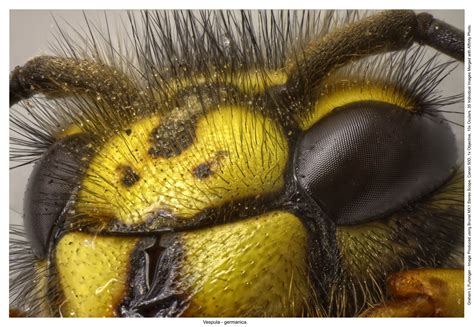 Focus Stacking Microscopy Share Your Work Affinity Forum