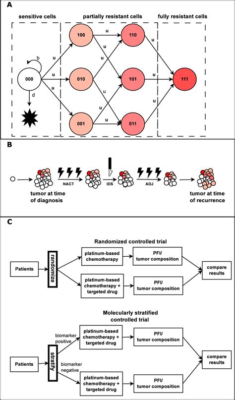 Schematics Of The Mathematical Model And Virtual Clinical Trial
