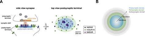 Postsynaptic Terminal