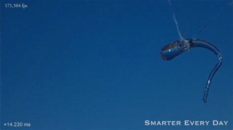 Prince Ruperts Drop Survives Being Shot By A 22 Magnum  On Imgur