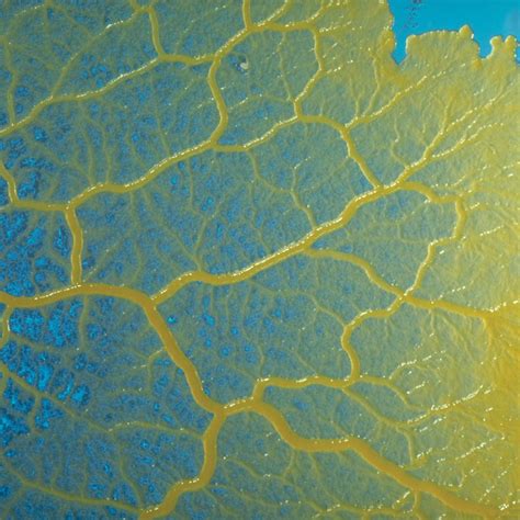 The Slime Mold Physarum Polycephalum A Single Celled Organism For