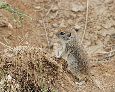 Tiny Tail Uinta Ground Squirrel Kit Oregon Photograph By Kj Swan Pixels