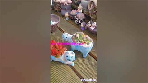 다육맘 다육사랑 다윱 Youtube