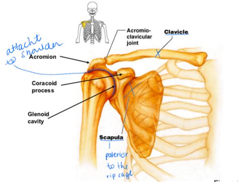 chapter 7 part 3 appendicular skeleton flashcards quizlet