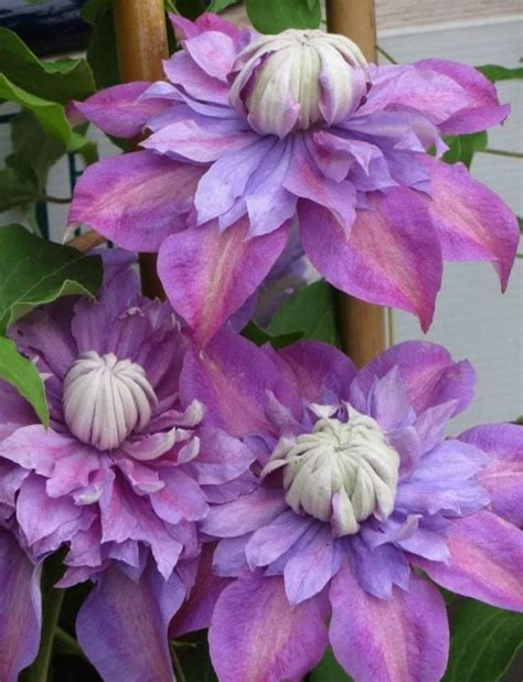 კატაბარდა ჟოზეფინა ჩემი მწვანე კუთხე Facebook