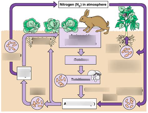 Nitrogen Cycle Igcse Biology Diagram Quizlet