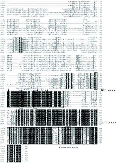 Multi Sequence Alignment Of The Amino Acid Sequences Of Androgen Download Scientific Diagram