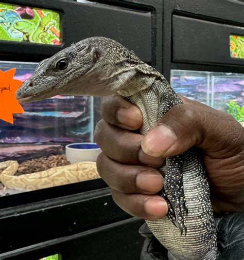 Mangrove Monitor