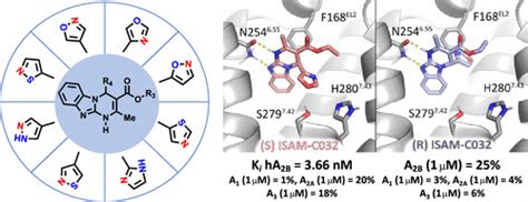 氮步行法探索一系列有效的a2b腺苷受体拮抗剂的生物等效取代。 Journal Of Medicinal Chemistry X Mol
