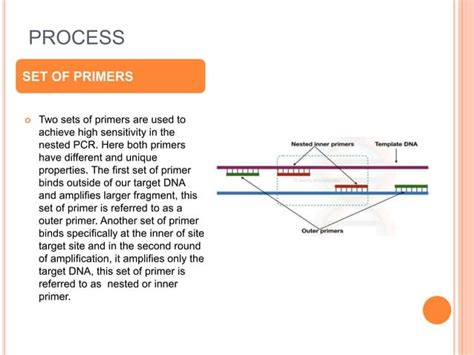 Nested Pcr PPTX Genetics Science
