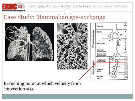 PPT Leveraging Biological Robustness To Improve Engineered Systems PowerPoint Presentation