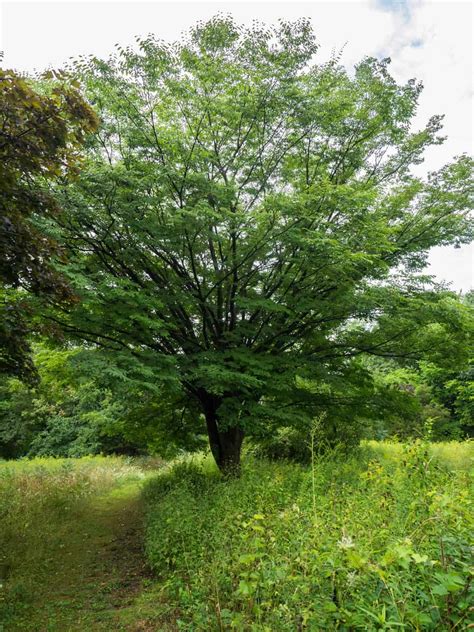 Most Common Trees In Oklahoma ProGardenTips