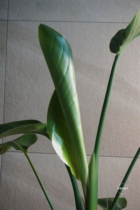 여인초 키우기 물주기 분갈이 가지치기식물 극락조 화분 차이 네이버 블로그