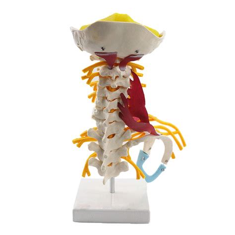 Buy Fxq Cervical Vertebrae Model Human Cervical Vertebrae Model With Nerves Brain Stem