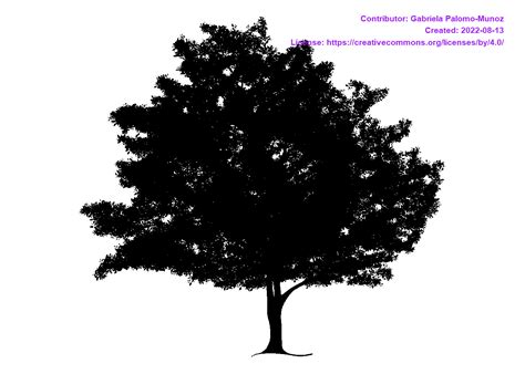 Placing Silhouettes Inside Plots Ggplot2 Using Rphylopic Gabriela