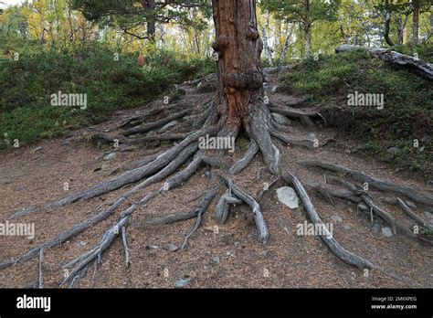 Exposed Tree Root System Hi Res Stock Photography And Images Alamy