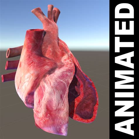 Heart Rate Animation 3d Model Turbosquid 1775399