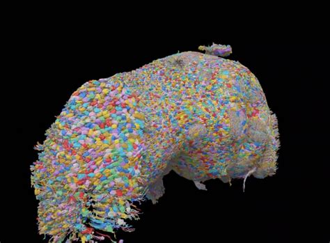 Flywire A Whole Brain Connectome Of A Drosophila Brain