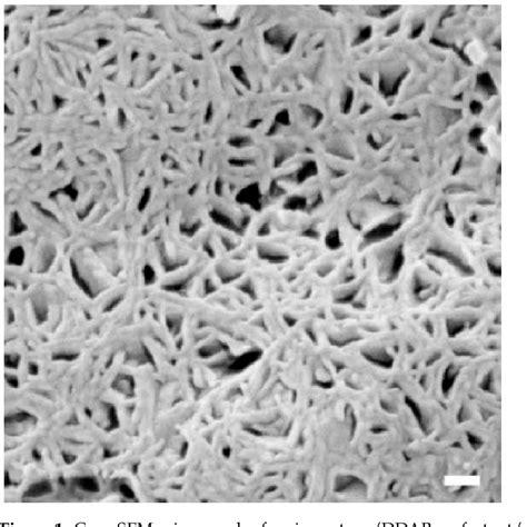 Figure 1 From Nafion New And Old Insights Into Structure And Function Semantic Scholar