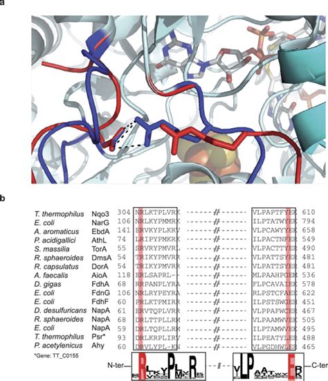 A Solvent Exposed Salt Bridge Is Structurally And Phylogenetically
