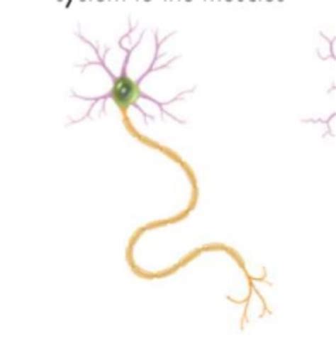 Psyc 2211 Midterm Flashcards Quizlet Psyc 2211 Midterm Flashcards Quizlet