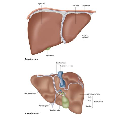 Premium Vector Liver Anatomy