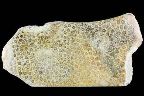11 Polished Fossil Coral Slab Indonesia 112498 For Sale
