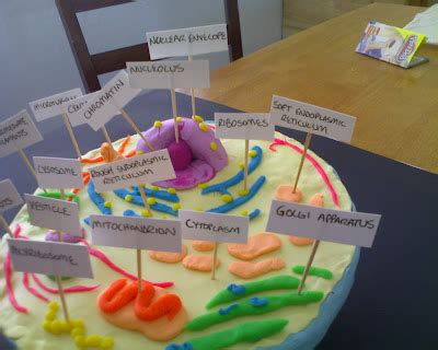 BIO Misty Sanchez Model Of A Cell