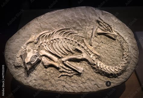 Shanghai China April 13 2018 Fossil Of Psittacosaurus At Shanghai Natural History Museum