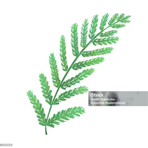 흰색 배경에 고립 된 녹색 고사리 잎 손 그림 이국적인 열대 식물 머그컵 엽서 해변 고정 포장 벽지 직물 직물 디자인 0명에 대한 스톡 벡터 아트 및 기타 이미지 Istock