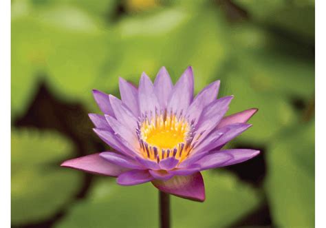 Lily Free Vector Art 11204 Free Downloads