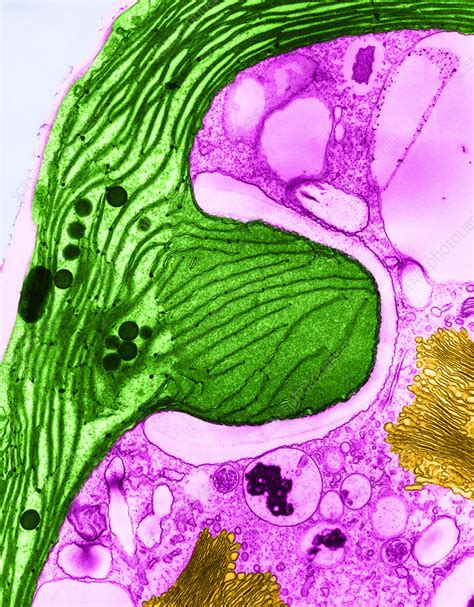 Pyrenoid Tem Stock Image C0093927 Science Photo Library Pyrenoid Tem Stock Image C0093927 Science Photo Library