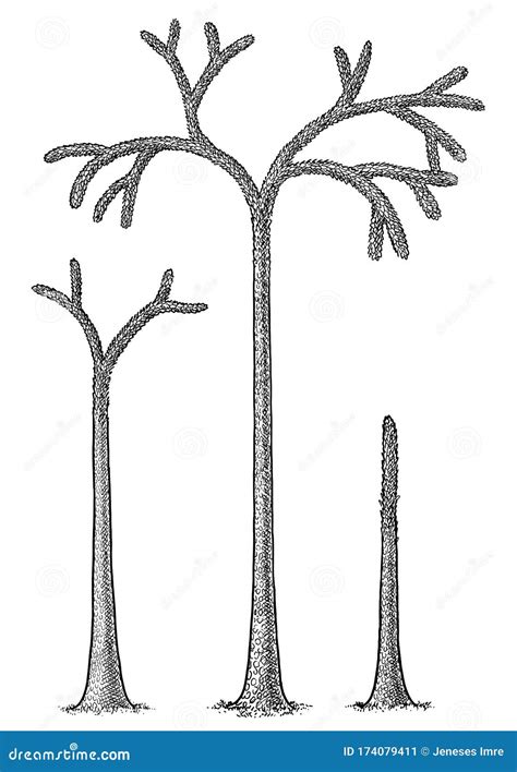 Lepidodendron Giant Plants Prehistori Vector Illustration 148744560