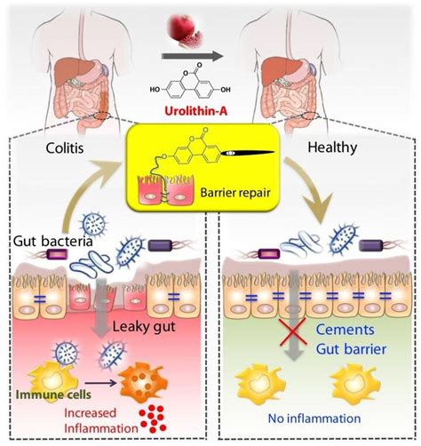 Urolithin A Supplementation Benefits Side Effects Mitochondrial