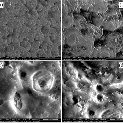 Sem Micrograph Of A The Spherical Surface Of The Hpa Membrane 2000× Download Scientific