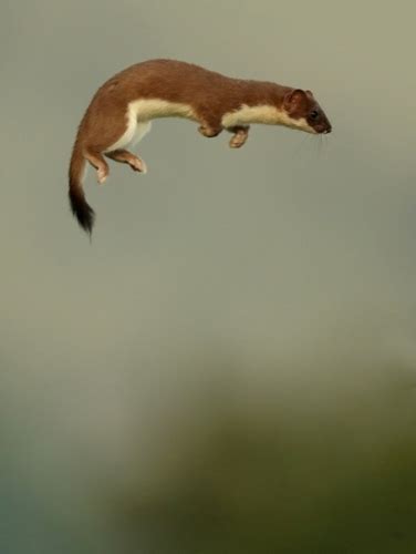 A Day In The Life Of A Wildlife Artist A Trampolining Stoat