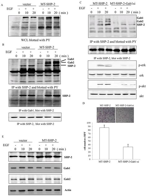 Ptpn11 Mutation Increases The Binding Between Gab1 And Shp2 In Mb231
