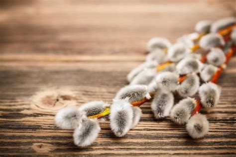 Premium Photo Pussy Willow