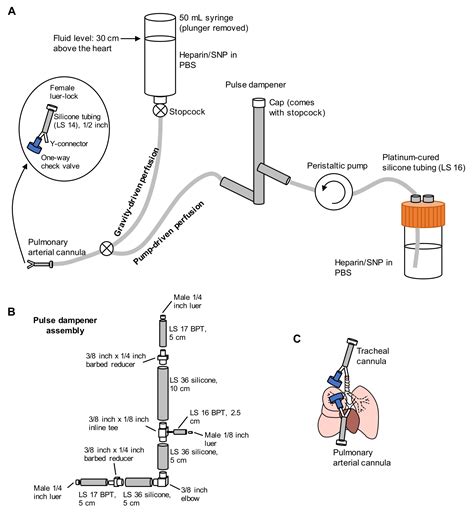 Engineered Lung Tissues Prepared From Decellularized Lung Slices
